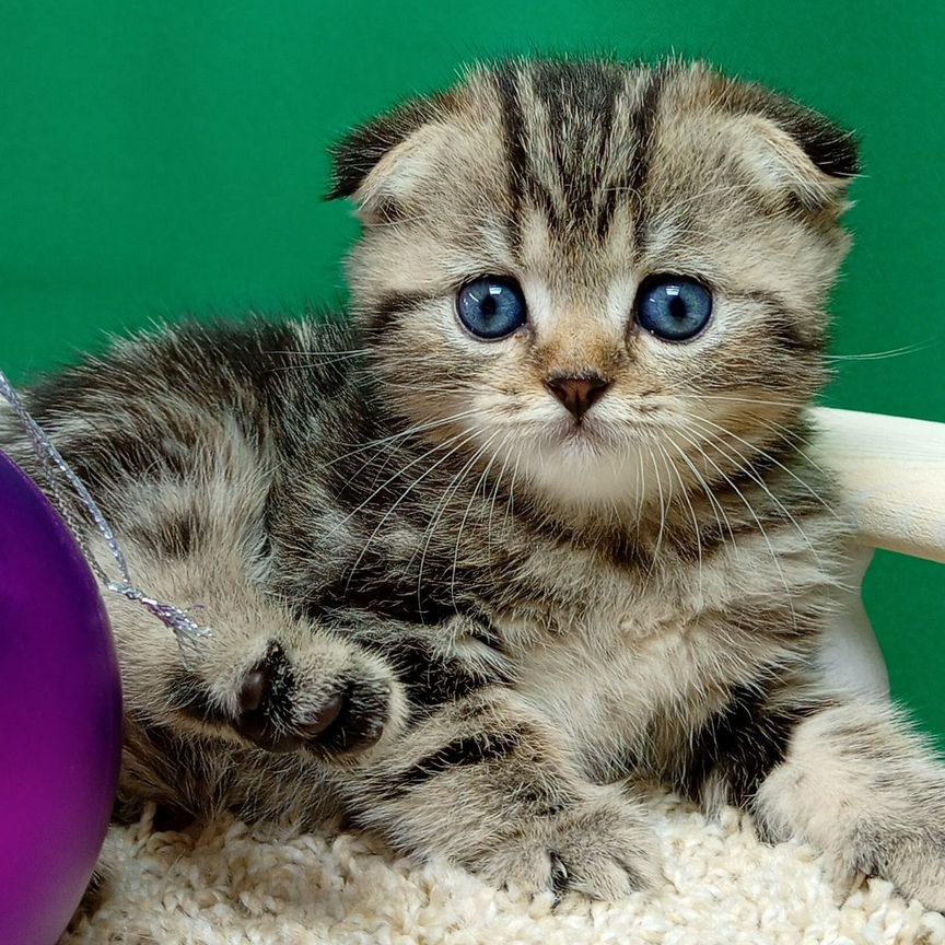 Шотландский вислоухий короткошёрстный котёнок