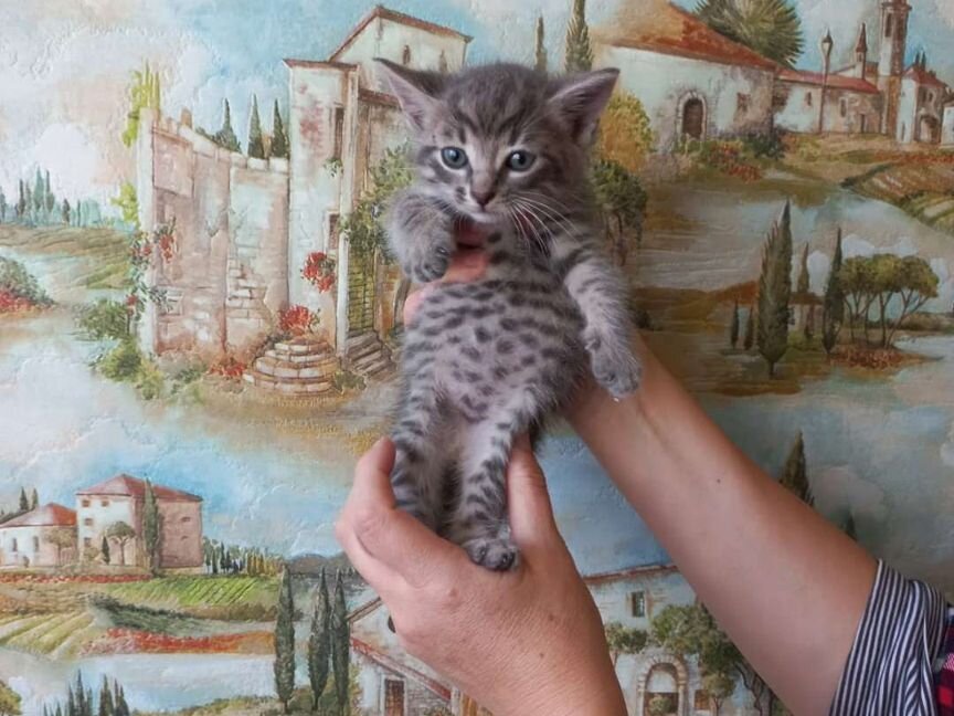 Девочка полтора месяца,от домашней кошки