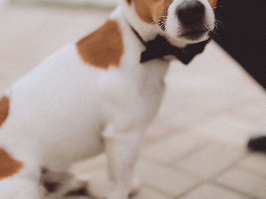 Джек рассел вязка