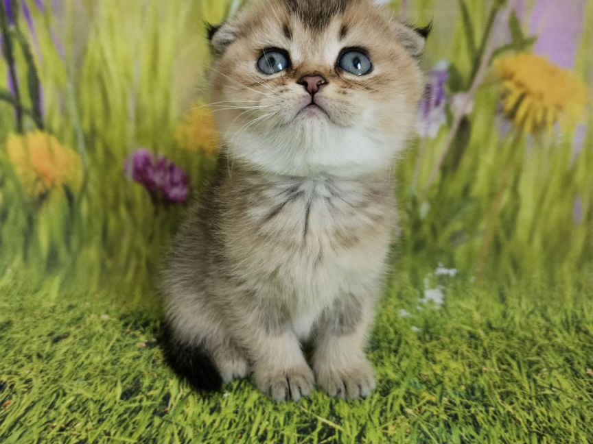 Шотландский скоттиш килт фолд манчкин