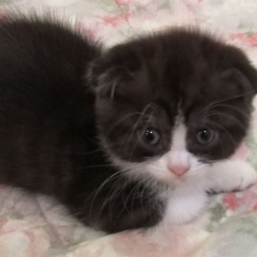 Шотландский вислоухий короткошёрстный котёнок