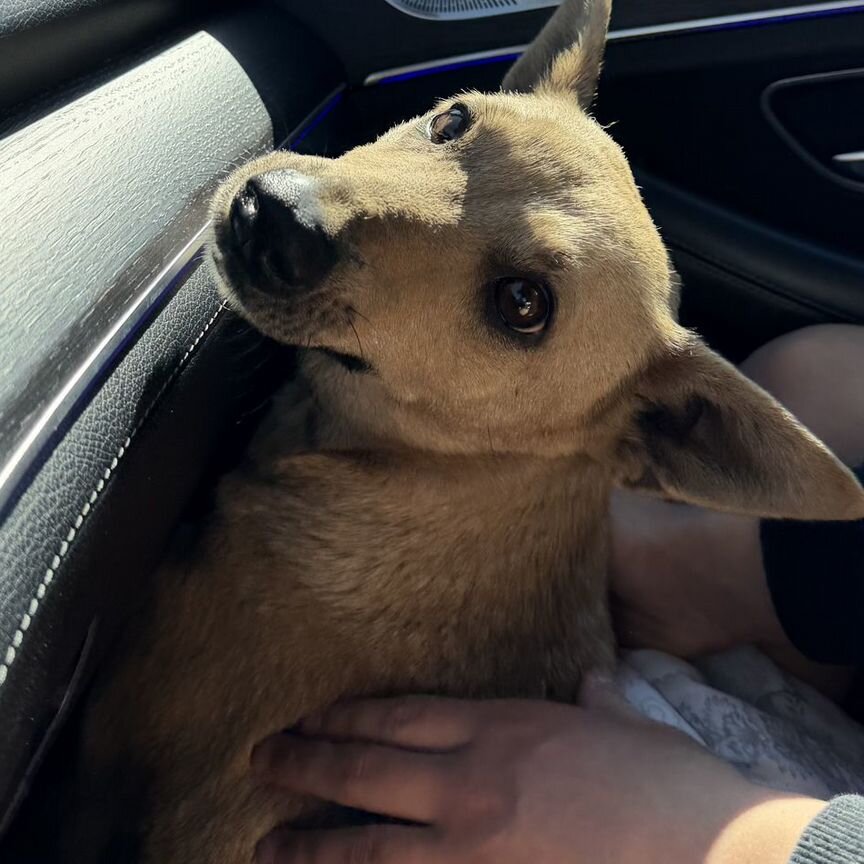 Щенок в добрые руки