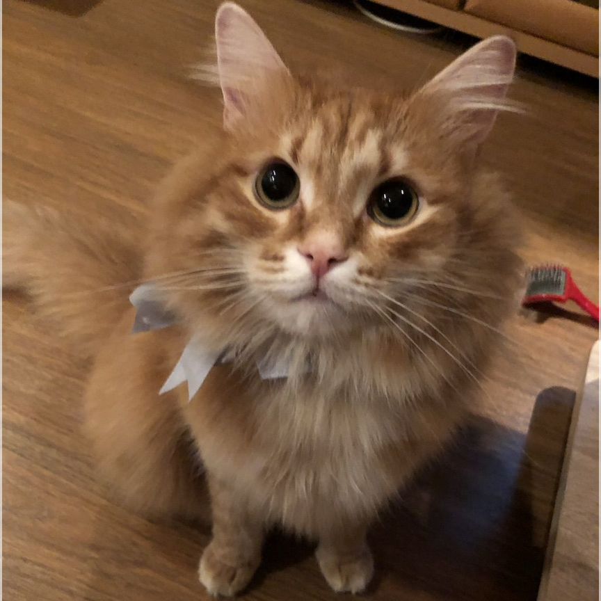 Отдам в добрые руки умного кота