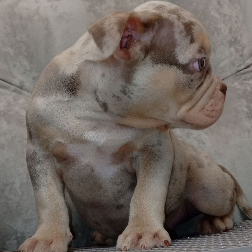 Американский булли, щенок