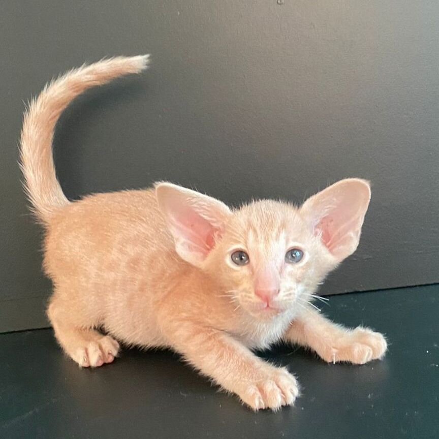 Шикарные котики