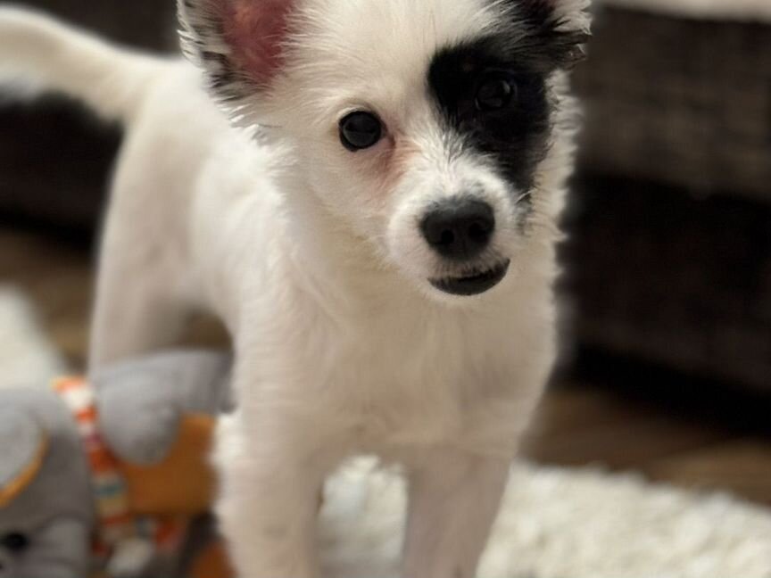 Отдам маленькую собачку в добрые руки