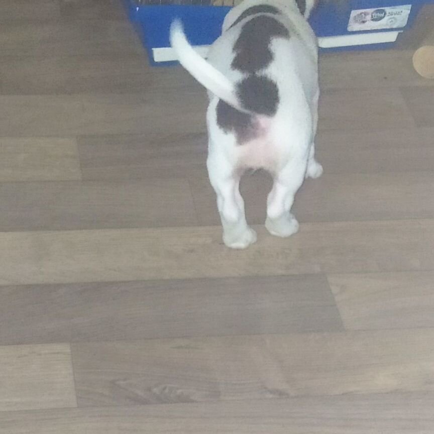 Щенки джек рассел терьер гладкошерстный