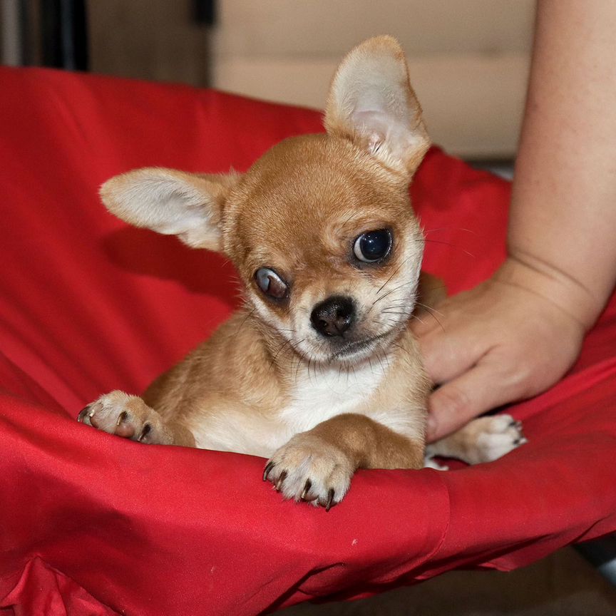 Дружочек. Малыш ищет заботливые ручки