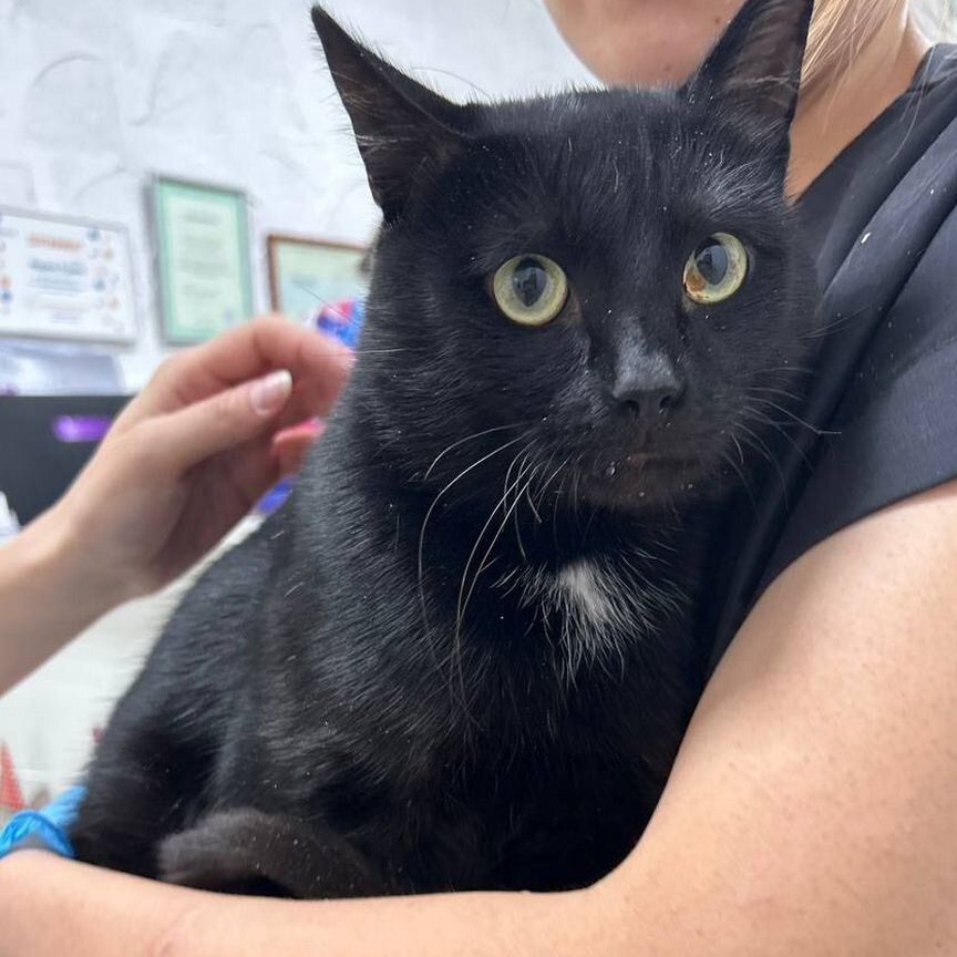 Взрослая кошка в добрые руки