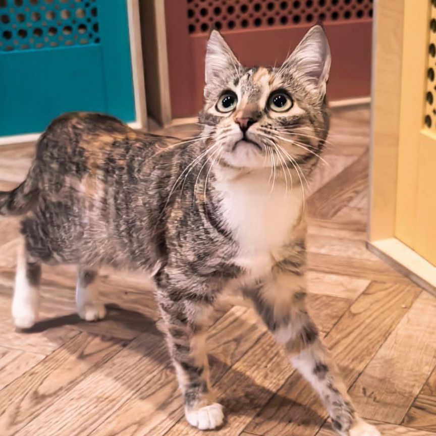 Котята в добрые руки бесплатно