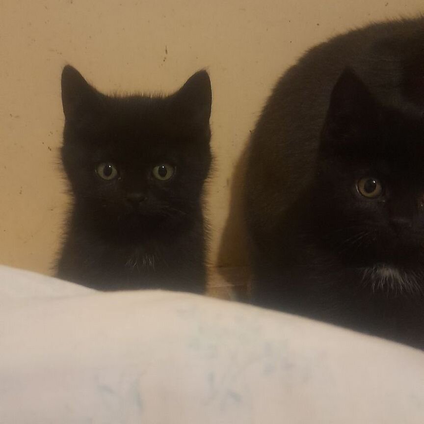 Черная кошка