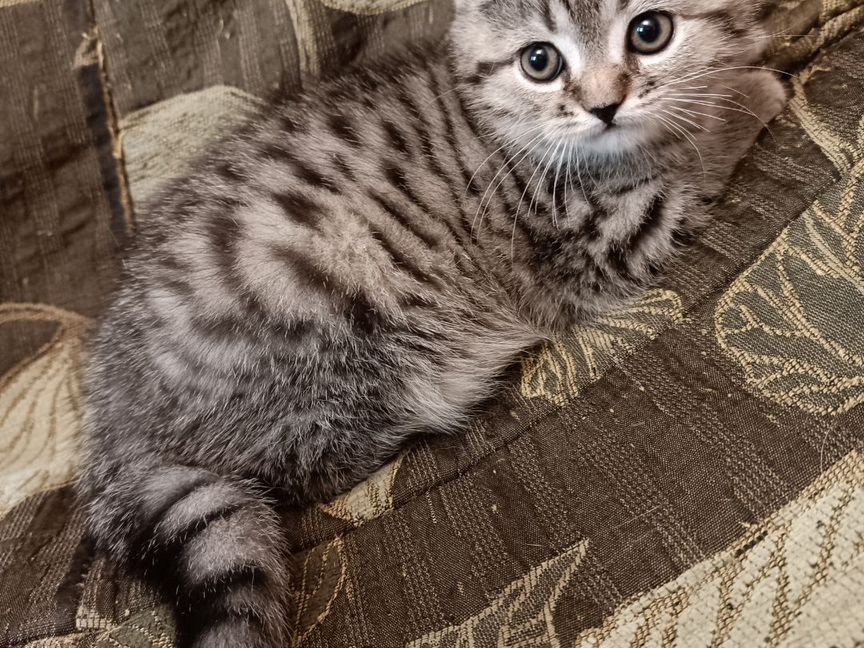 Шотландские котята