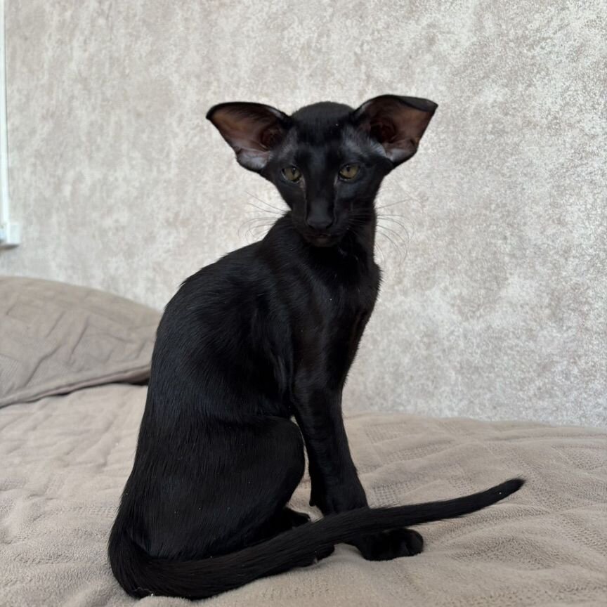 Ориентальные котята