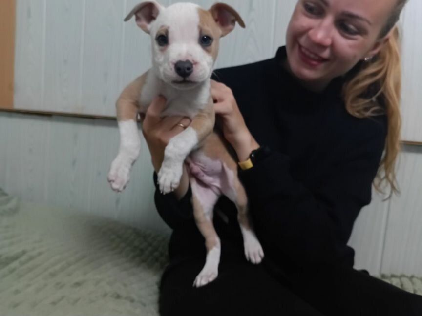 Щенки амстаффа