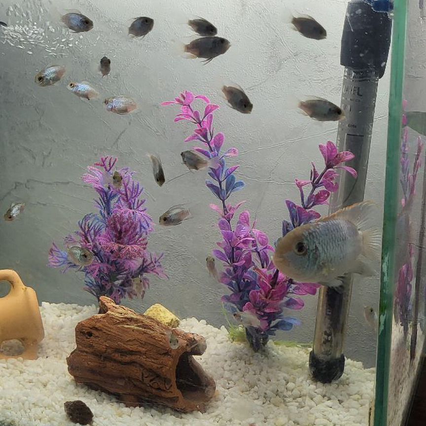 Мальки Нанакары