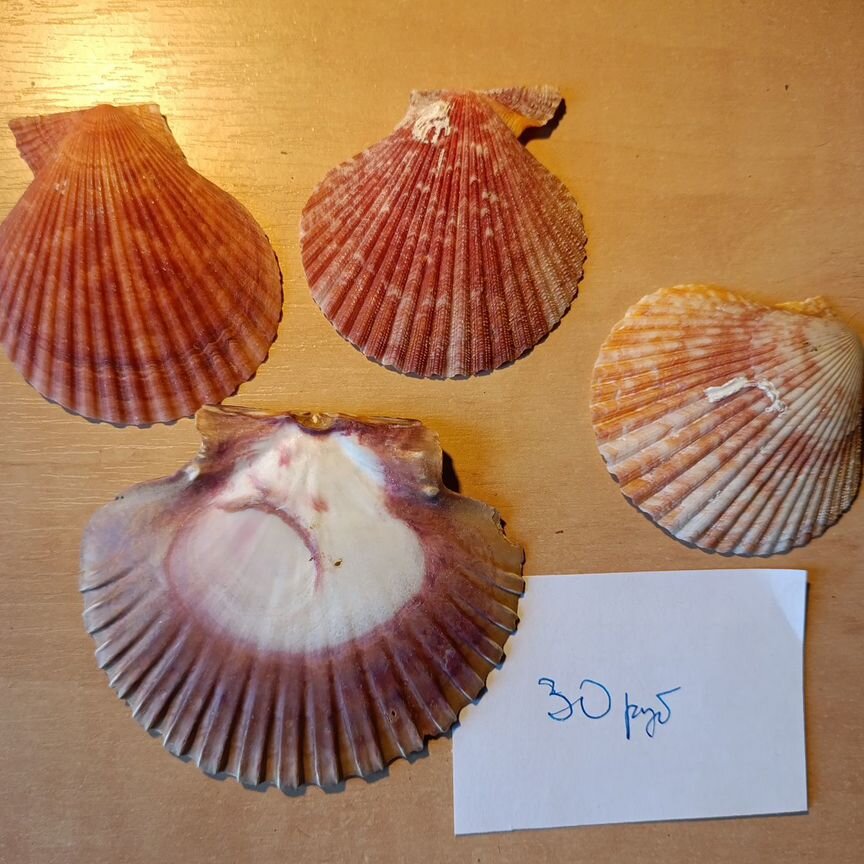 Ракушки для аквариума