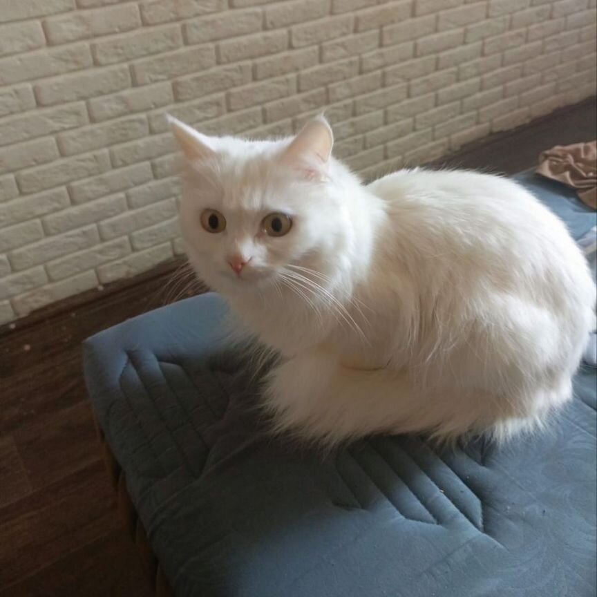 Кошечка