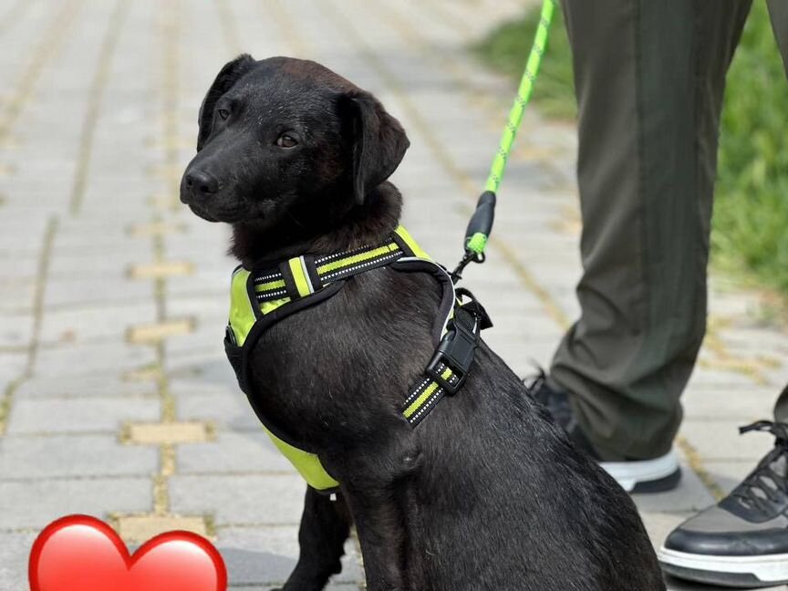 Небольшая собака в добрые руки