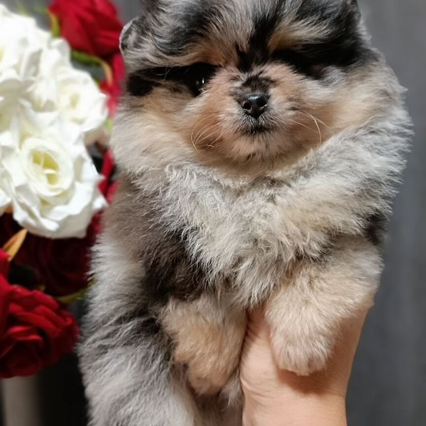 Мальчик красавчик померанец