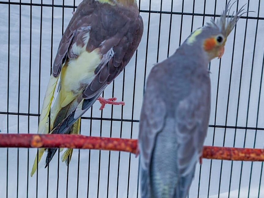 Попугай корелла, розелла