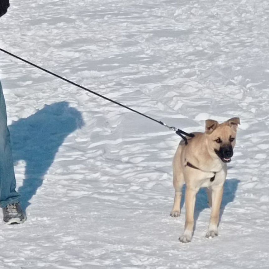 Собака в добрые руки отдам бесплатно