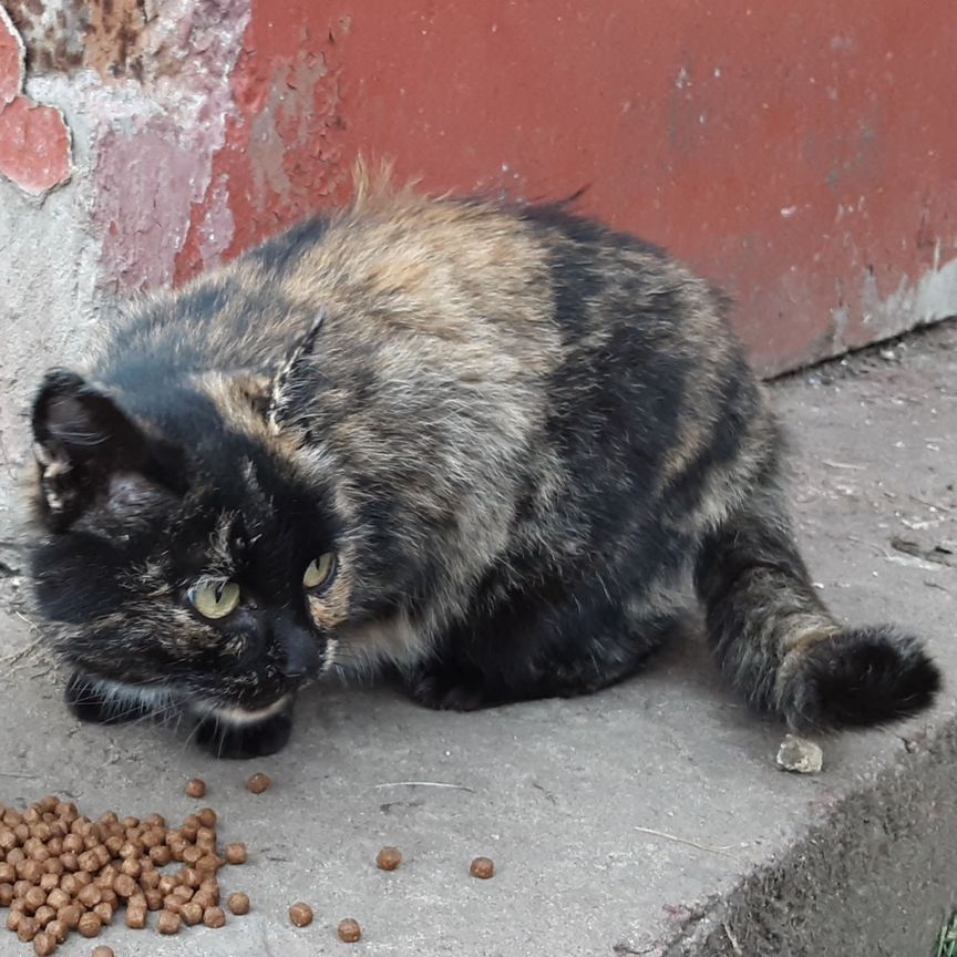 Взрослая кошка от частного владельца