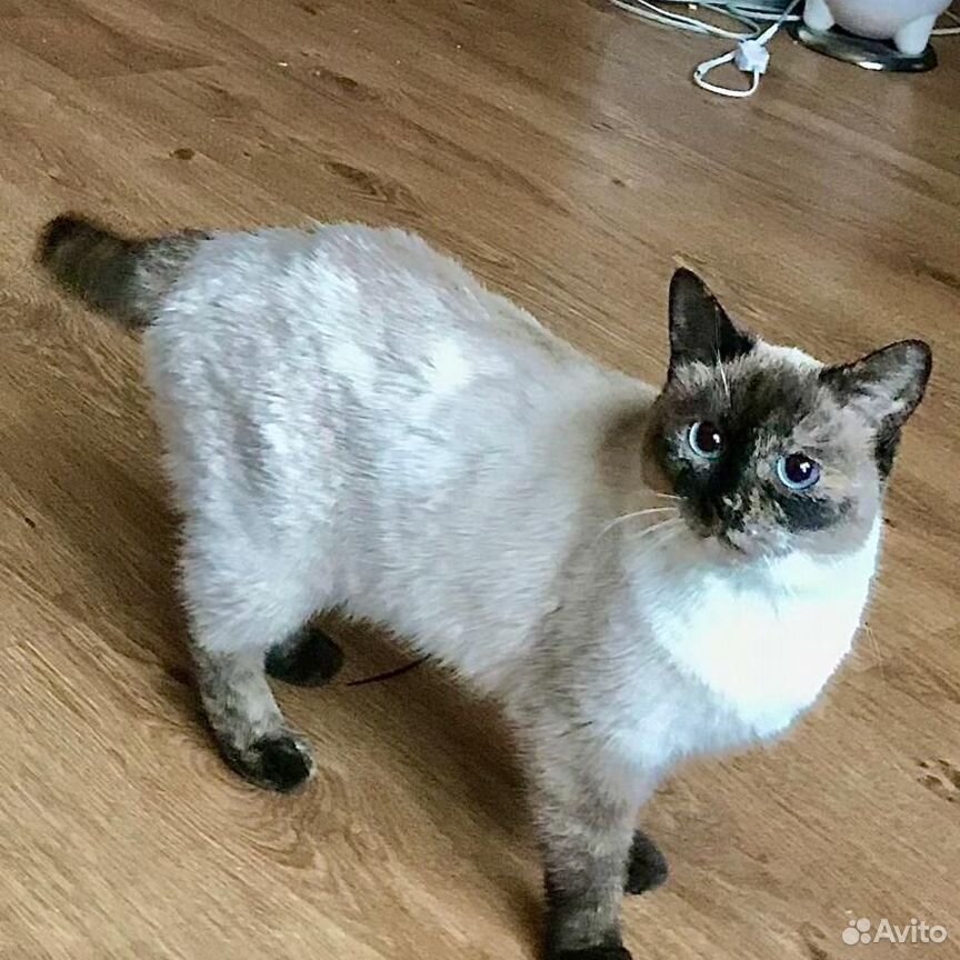 Красивые тайские кошечки в добрые руки