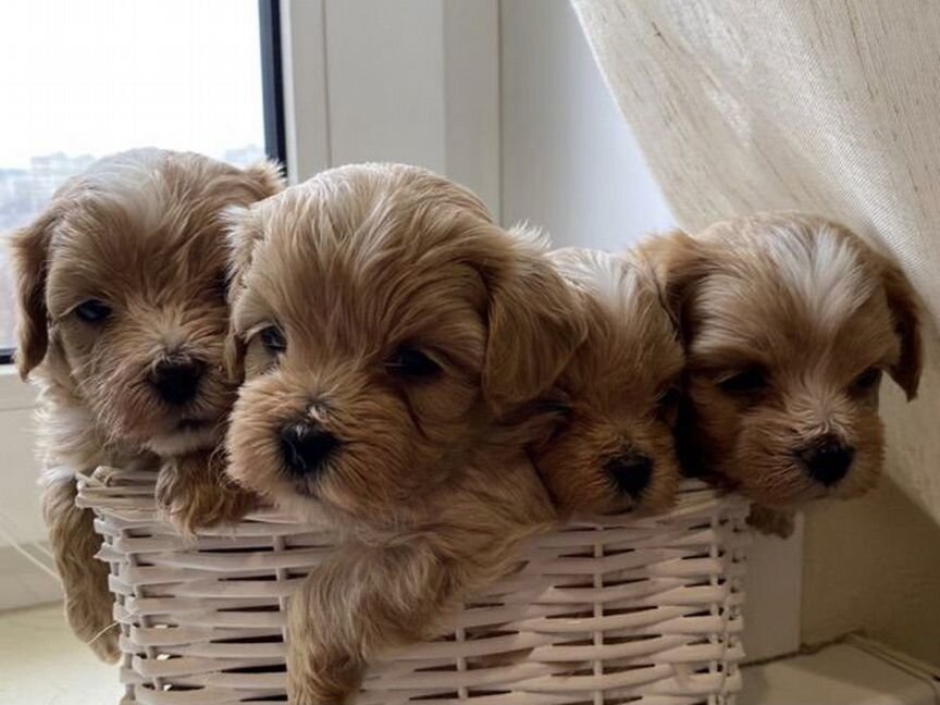 Щенки мальтипу F1