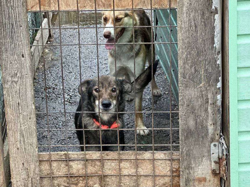 Малышка Фиби ищет дом (собака из приюта)