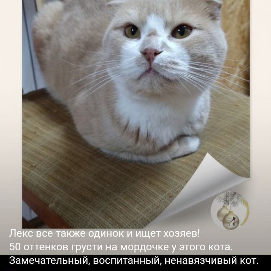 Кот крем-брюле