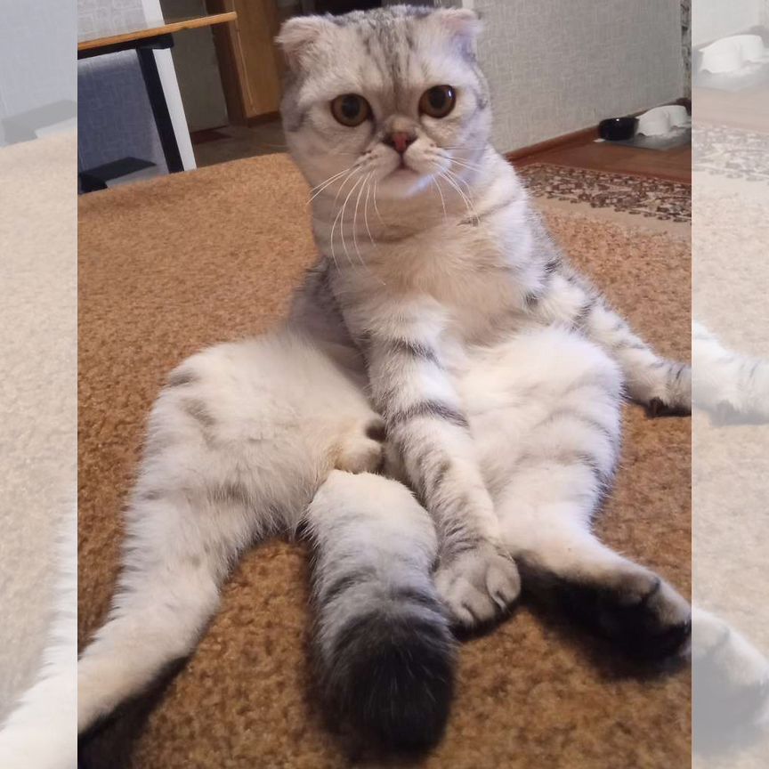 Шотландский кот на вязку