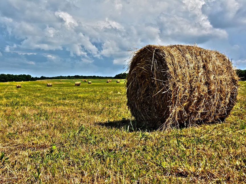 Продам сено в рулонах