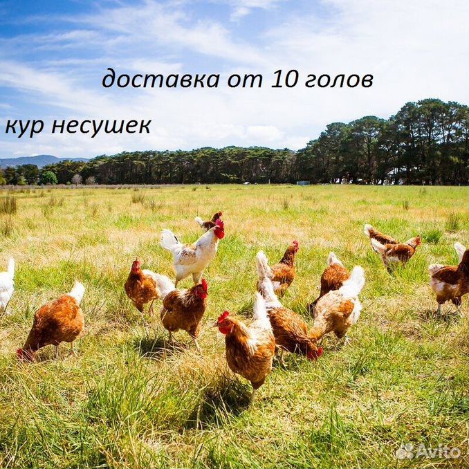 Кросс корал и ломан браун