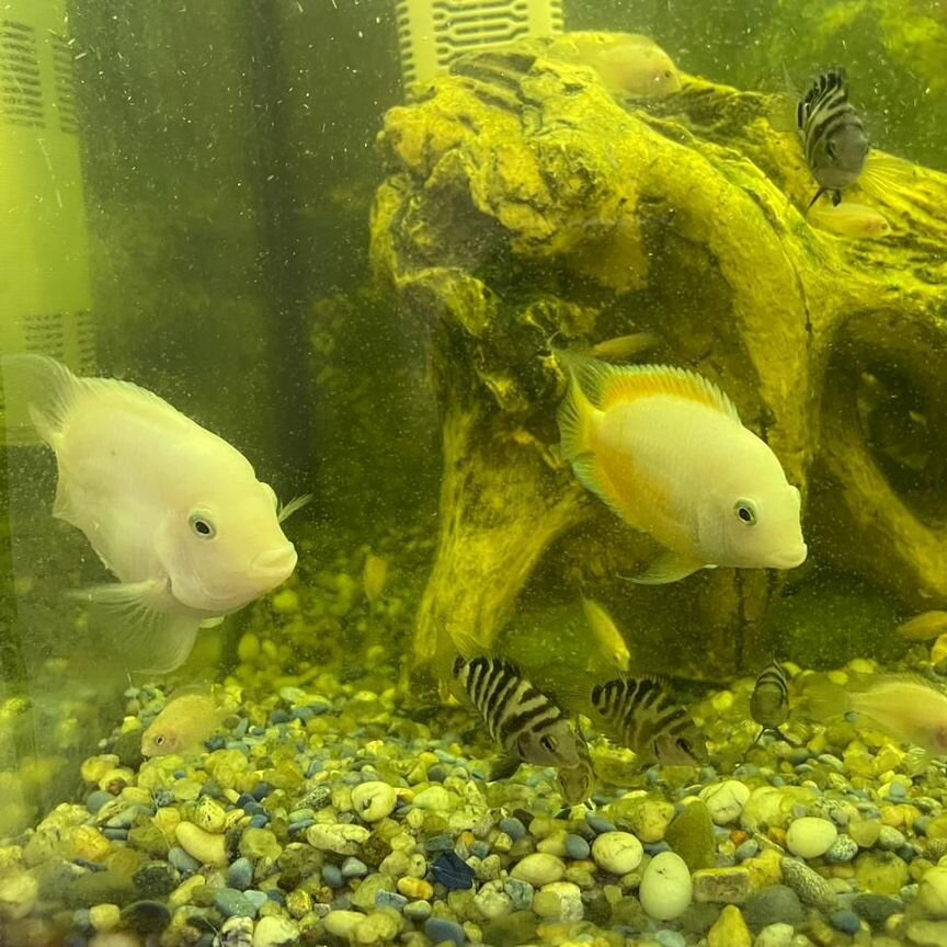 Аквариумные рыбки