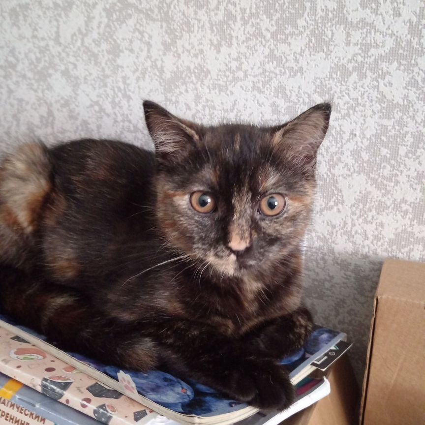 Шотландская скоттиш