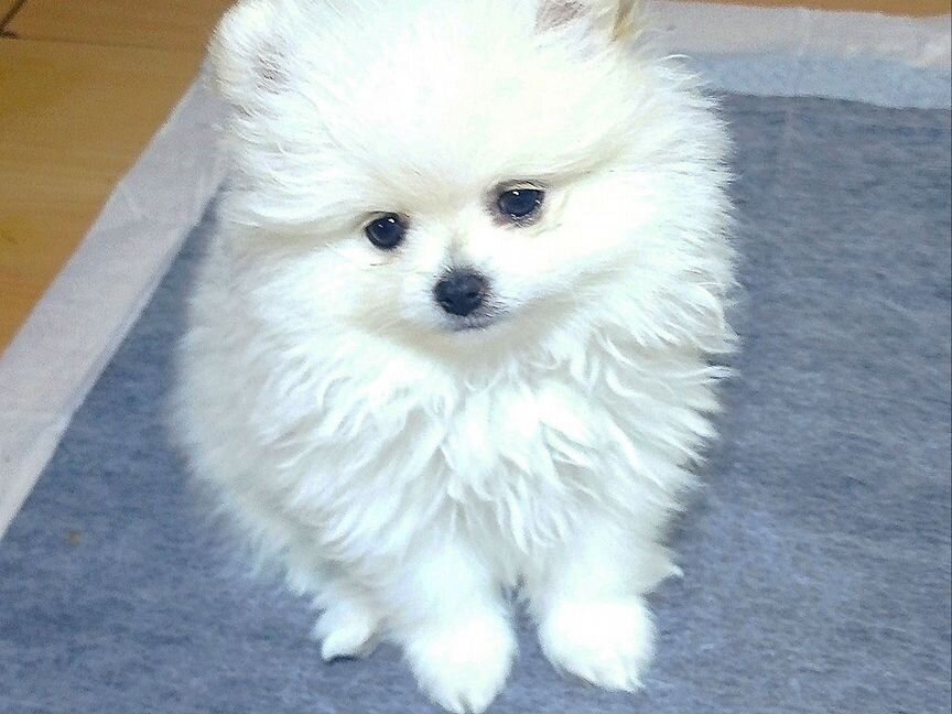 Мишутки мини