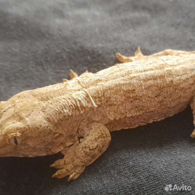 Гигантский бананоед