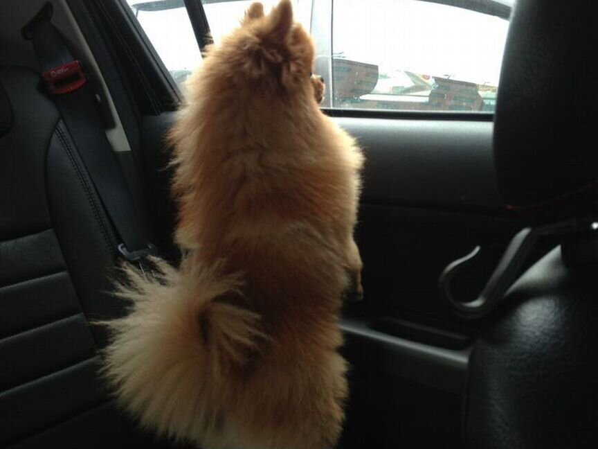 Померанский шпиц 1год