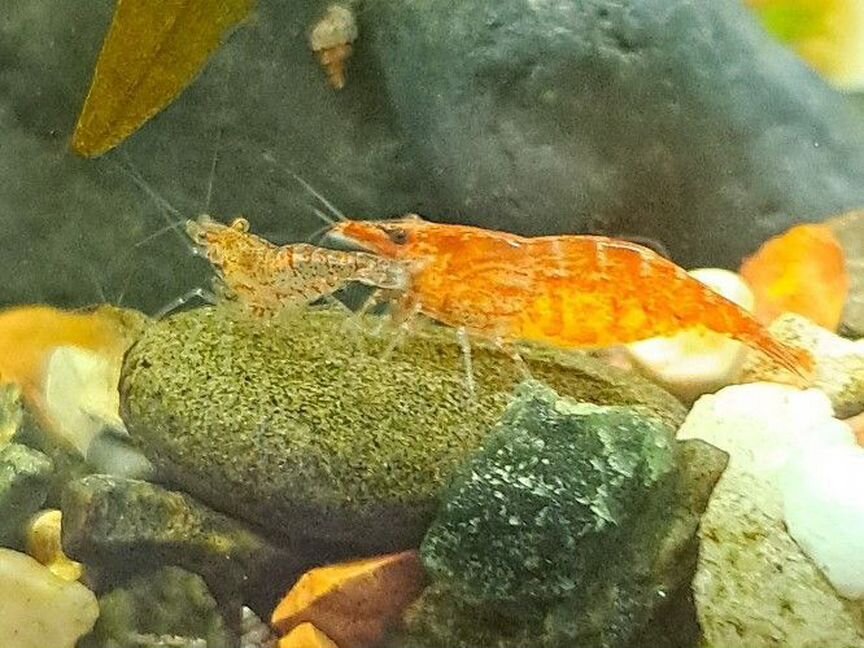 Пресноводные креветки