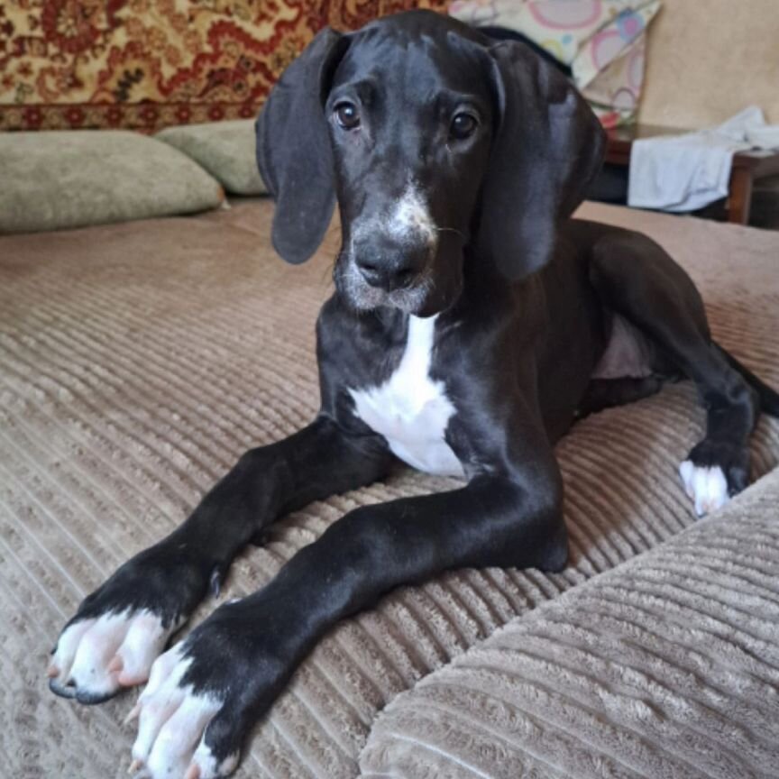 Щенки немецкого дога