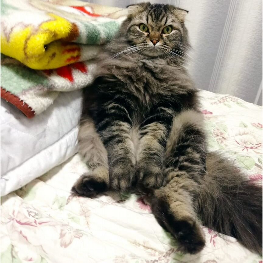 Вислоухий шотландец