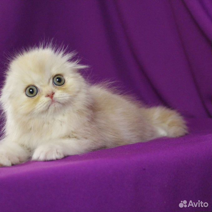 Шотландский котенок мальчик породистая хайленд фол