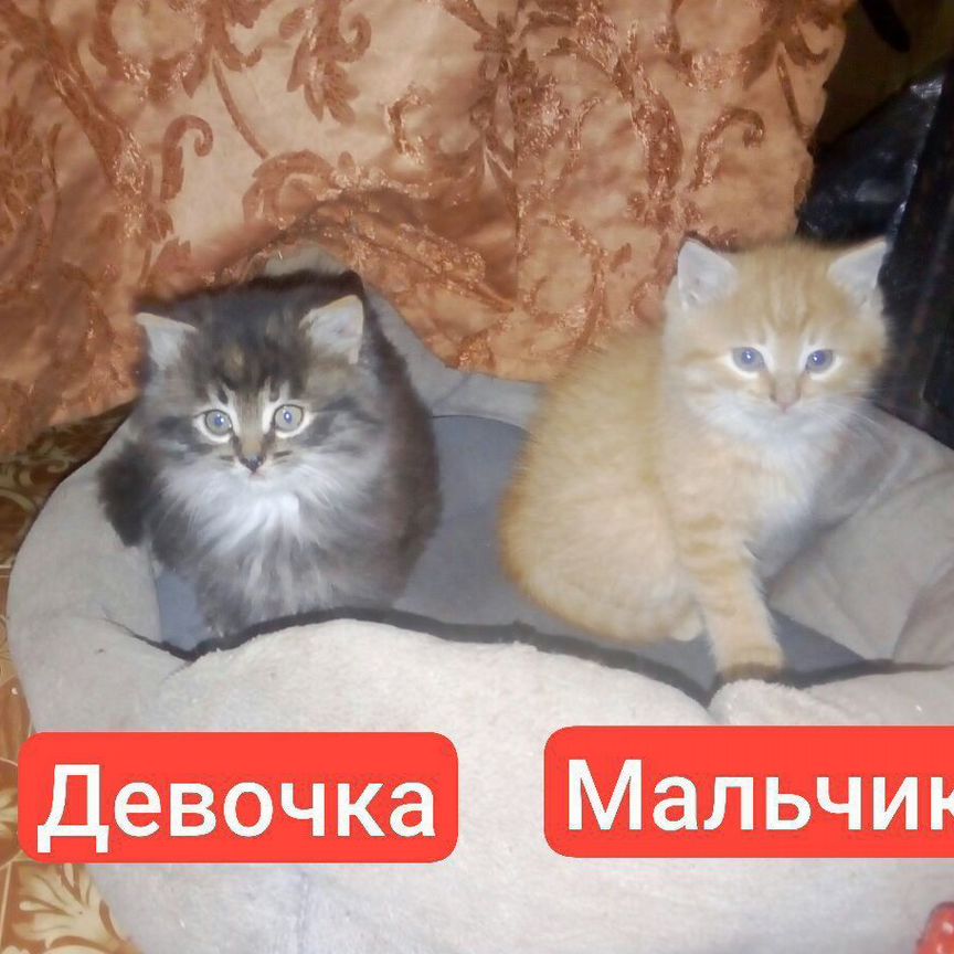 Котята от деревенской мышеловки