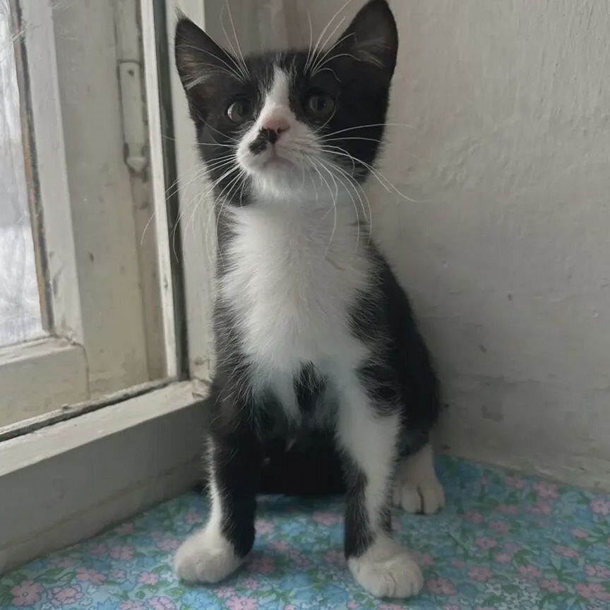 Котёнок в добрые руки