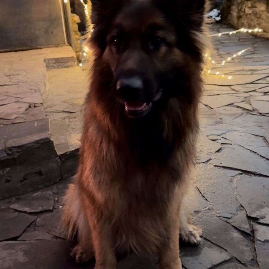 Немецкая овчарка