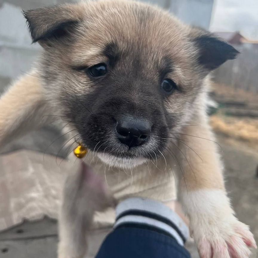 Среднеазиатская овчарка, щенок