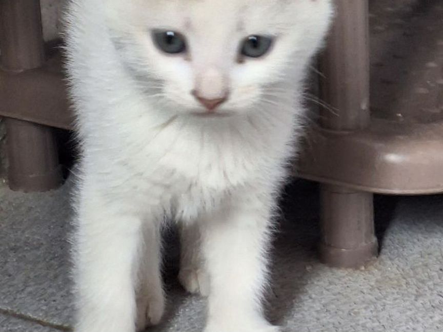 Котята от кошки мышеловки.девочка трехцветная