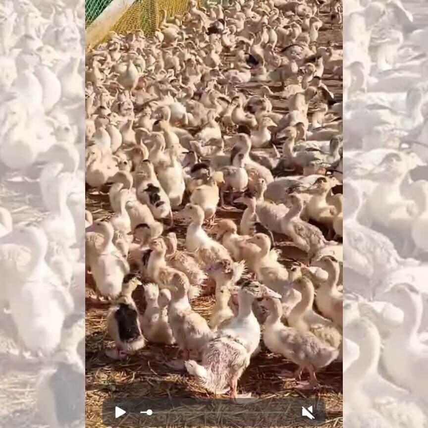 Муларды и утки