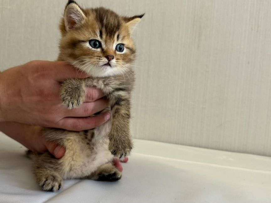 Шотландские котята