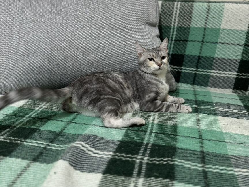 Кошечка стерилизованная в доьрые руки